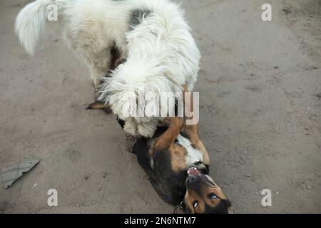 Dogs fight. Pets play outside. Cute dogs. Details of animal life Stock ...