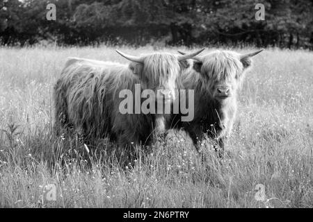 A shot of two Highland cows in the field Stock Photo - Alamy