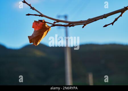 A leaf of the tree in autumn in Morocco Stock Photo - Alamy