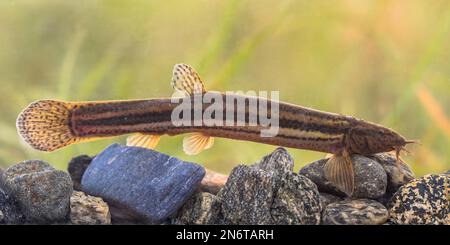 The weatherfish (Misgurnus fossilis) in natural underwater habitat ...