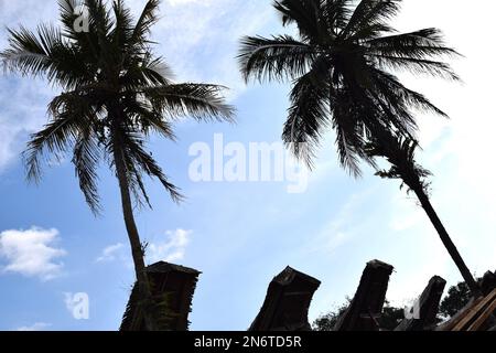 high angle coconut tree in the daytime, Tree blue sky, tree top against ...