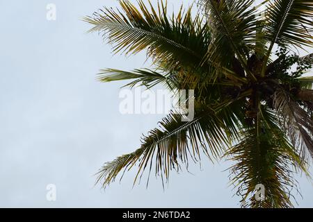 high angle coconut tree in the daytime, Tree blue sky, tree top against ...