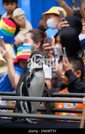 Small tired penguin Stock Photo - Alamy