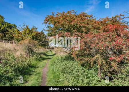 An autumnal scene looking along the old Teesdale railway at Mickleton ...