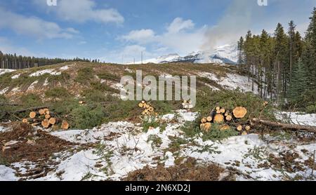Logging in Banff National Park as part of a forest fire mitigation ...