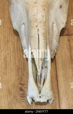 Horse/pony skull, animal bones taxidermy Stock Photo - Alamy