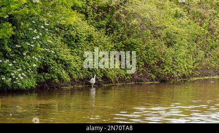 Swampy terrain and white bird. The shores of the lake are overgrown ...