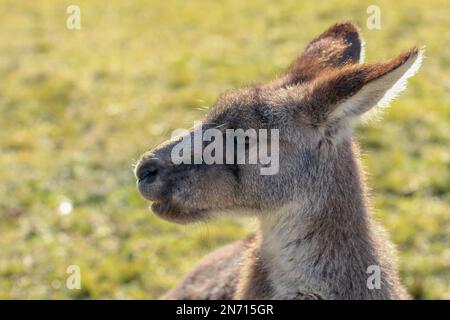Side profile kangaroo portrait head neck only Stock Photo - Alamy