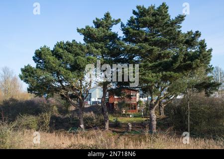 Scandinavian Style House at North Fambridge with statuesque pine trees ...