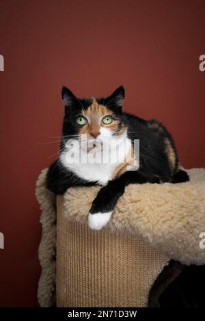 calico cat resting on sisal scratching barrel, licking lips looking ...