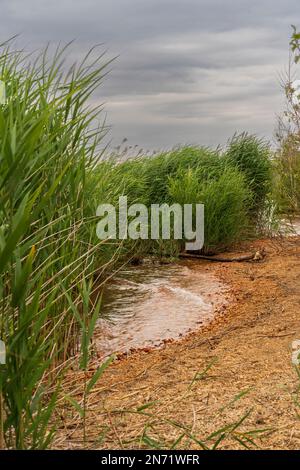 Lake Zwenkau the largest lake in the Leipzig Neuseenland, city of ...
