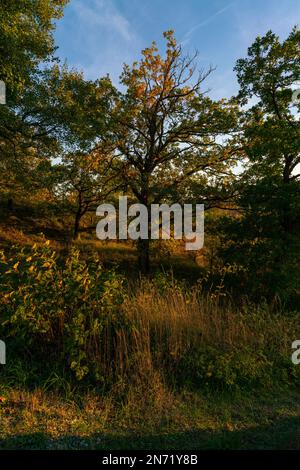 Sunset over the steppe heath forest at Hohhafter Berg near Gössenheim ...
