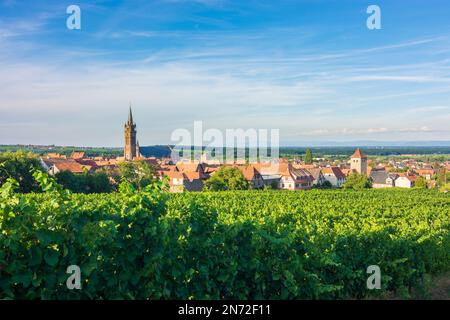 France, Bas Rhin, vineyards at Dambach la Ville Stock Photo - Alamy