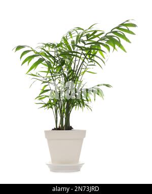 Beautiful Ravenea rivularis plant in pot and gardening tools on white ...