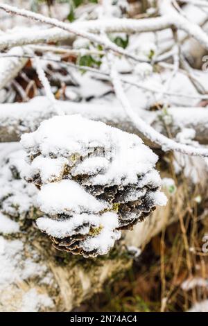 Forest floor, mushroom covered with snow Stock Photo - Alamy