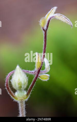 Clematis, leaf sprout, bud Stock Photo - Alamy