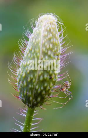 Poppy and the Spider Stock Photo - Alamy