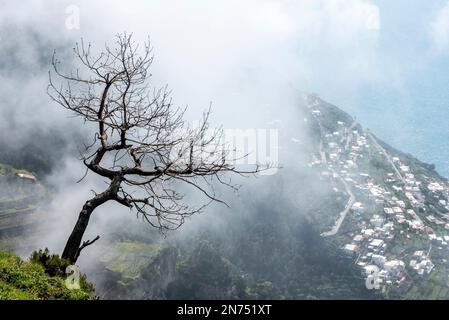 A dead tree at the cliff of the Amalfi coast in Southern Italy Stock ...