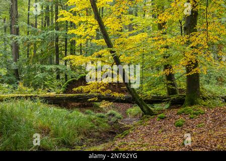 Germany, Hesse, Frankfurt city forest, deciduous forest in autumn Stock ...