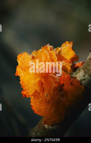 Wild forest mushroomTremella mesenterica is a species of inedible ...