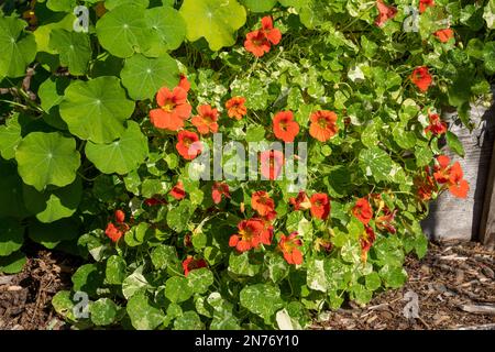 Issaquah, Washington, USA. Nasturtium flowers in a garden Stock Photo ...