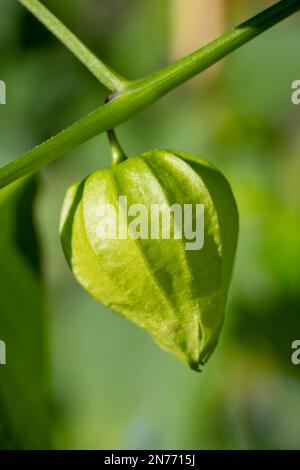 Issaquah, Washington, USA. Ripe Tomatillo bursting out of the husk ...