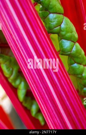 Issaquah, Washington, USA. Peppermint Swiss Chard plant. Dark green ...