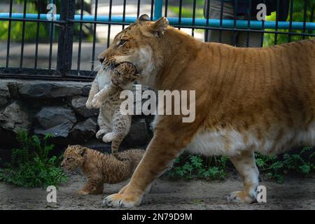 liger cub in a zoo Stock Photo - Alamy
