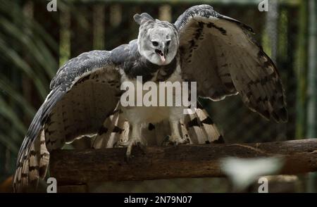 Harpy Eagle panamas National Bird Stock Photo - Alamy