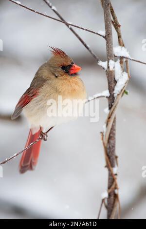 Female northern cardinal in winter Stock Photo - Alamy