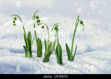 Beautiful tender spring snowdrops growing through snow, space for text ...