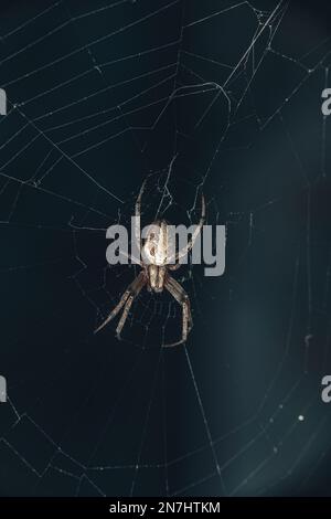 Bridge-spider (Larinioides sclopetarius),on the spider net, commonly ...