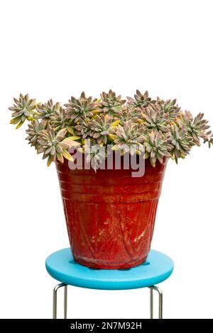 Graptosedum succulents in a pot isolated on white background Stock ...
