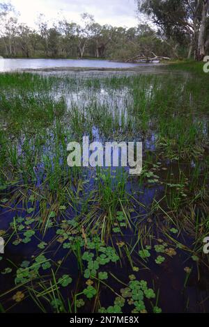 Lush native water plants including Marsilea sp. (Nardoo), Montalbion ...