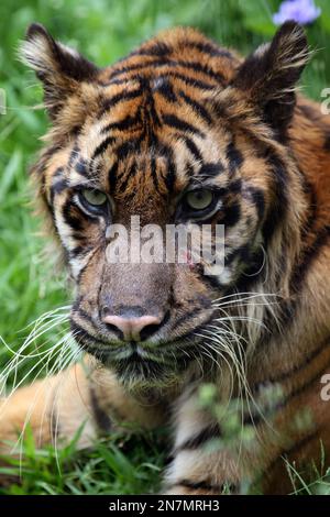 17-year-old Sumatran tiger feeding her newborn cub inside a cage at ...