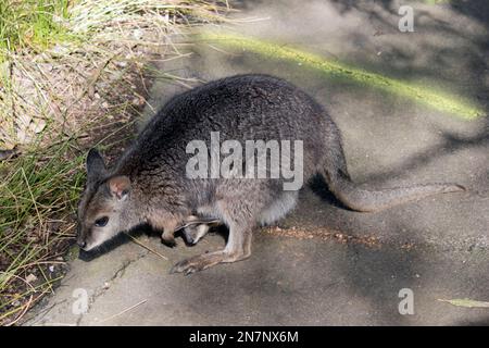 The tammar wallaby is a small grey wallaby with tan arms and white ...