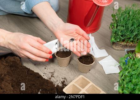 Hands planting seeds in fertile soil Stock Photo - Alamy