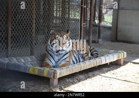 Tacoma, a 13-year-old Siberian tiger, is shown with his surgery wound ...