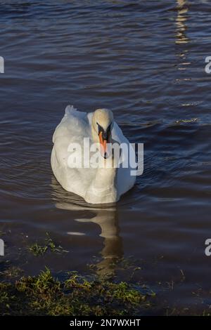 An adult swan with a disfigured neck Stock Photo - Alamy