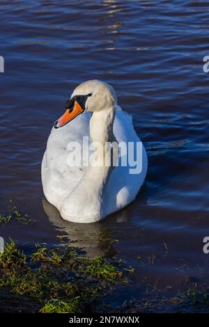 An adult swan with a disfigured neck Stock Photo - Alamy