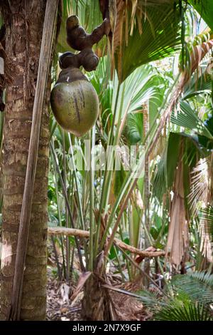 Huge nuts of Coco de mer palm tree in Vallee de Mai, Praslin Island ...