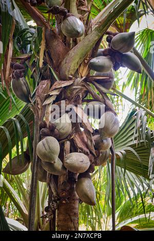 Huge nuts of Coco de mer palm tree in Vallee de Mai, Praslin Island ...