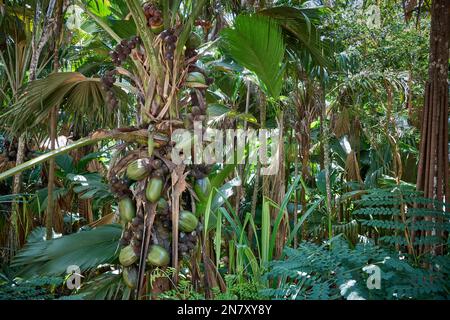 Huge nuts of Coco de mer palm tree in Vallee de Mai, Praslin Island ...