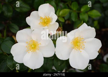 Shrub rose (Rosa), Escimo, North Rhine-Westphalia, Germany Stock Photo ...