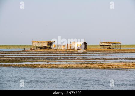 Reed house of Marsh Arabs, Mesopotamian Marshes, Ahwar of southern Iraq ...