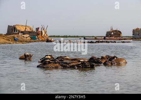 Water buffalo, Mesopotamian Marshes, Ahwar of southern Iraq, Unesco ...
