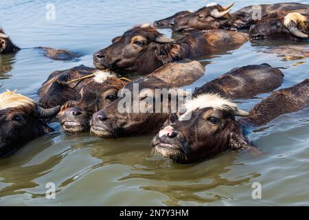 Water buffalos, Reed houses of Marsh Arabs, Mesopotamian Marshes, Ahwar ...