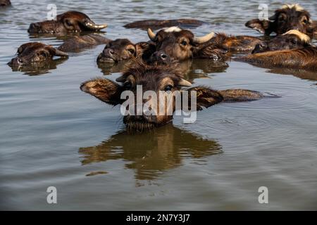 Water buffalos, Reed houses of Marsh Arabs, Mesopotamian Marshes, Ahwar ...