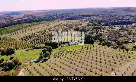 farm, fields of walnut plantations. rows of healthy walnut trees in a ...