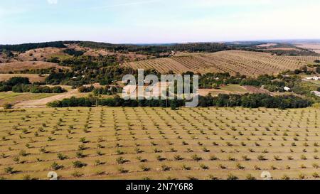 farm, fields of walnut plantations. rows of healthy walnut trees in a ...